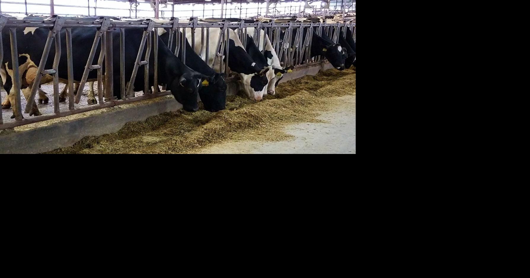 Nebraska Making a Bid for More Dairy Producers in the State | News ...