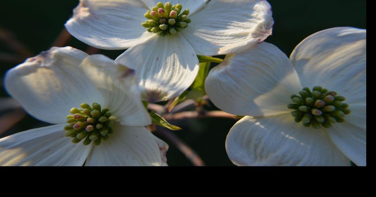 Sundays With Mike: Easter blessing 2024 | News | kmaland.com