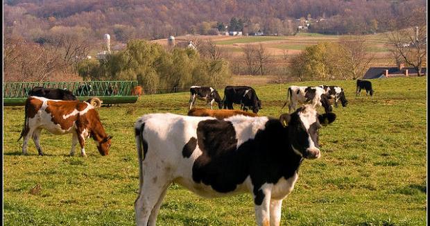 Diapers on Cows? | News | kmaland.com