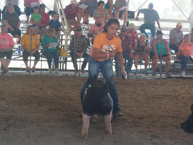 Taylor County Fair 2019-Bedford, Iowa | Gallery | kmaland.com