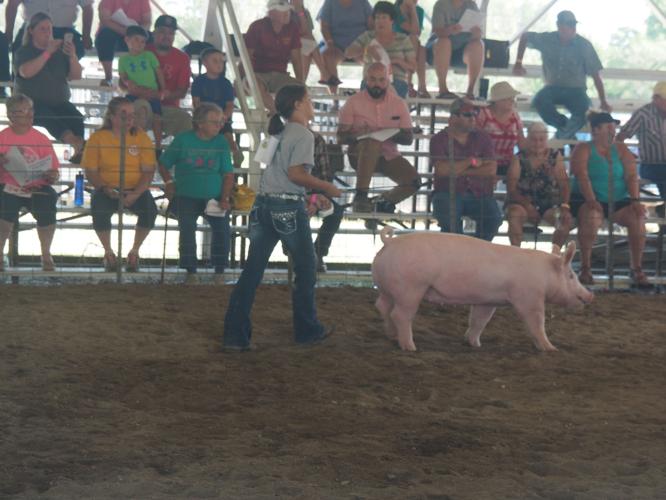 Taylor County Fair 2019-Bedford, Iowa | Gallery | kmaland.com