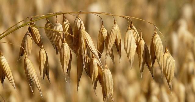 "Sowing Your Oats" Takes On New Meaning for Innovative Iowa Farmers ...