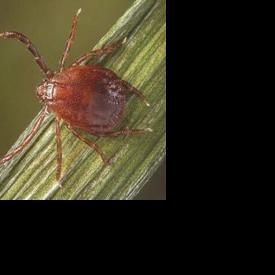 Tick season is becoming a year-round threat in Iowa | News | kmaland.com