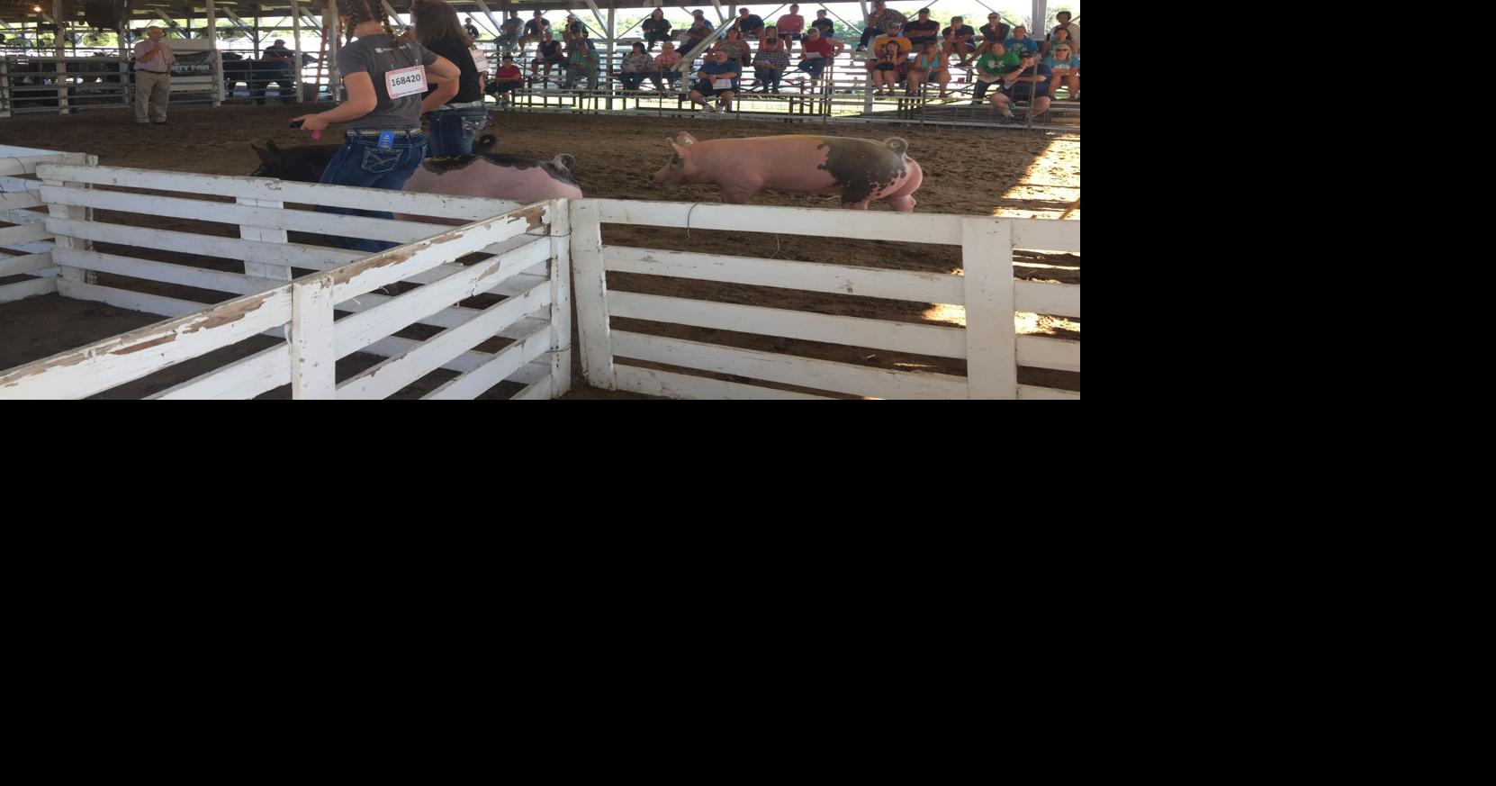 Grandstand events, livestock shows highlight busy schedule at Taylor ...