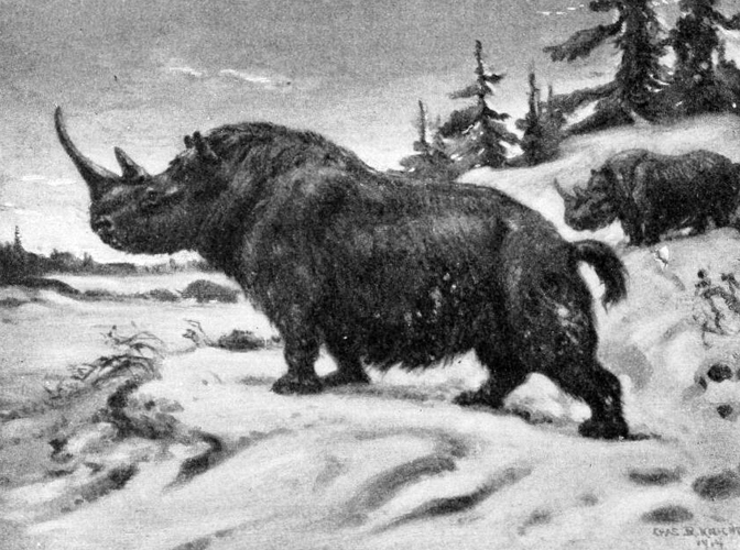 Woolly rhino remains found in Ice Age wolf give clue to species’ end ...