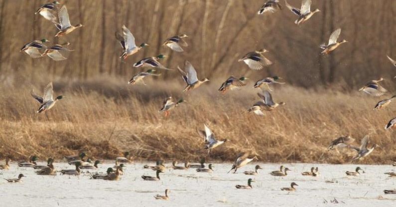 Peak of Missouri Duck Season Approaches | | kmzu.com