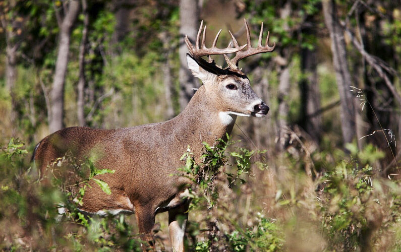 Deer and turkey harvest numbers and hunting injuries released | Farm ...