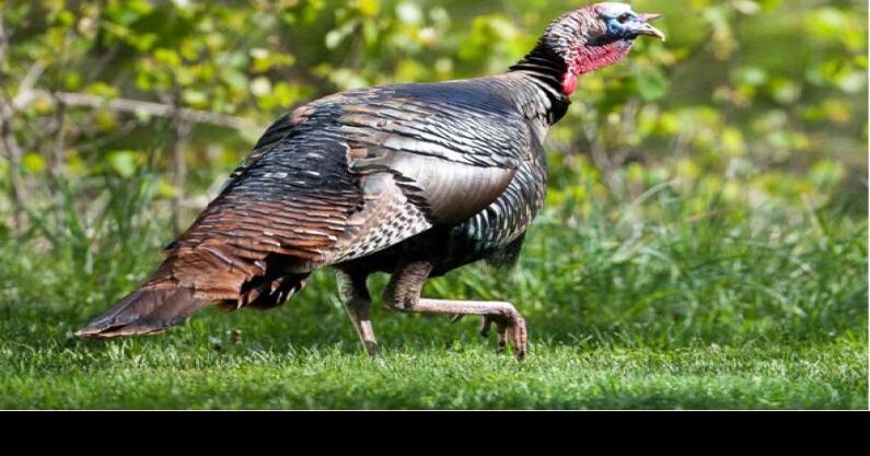 USDA working on bird flu risk assessment tool for poultry producer ...