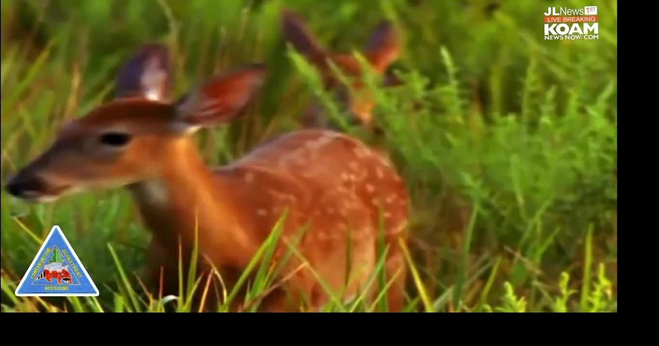 Explainer: Leave fawn alone say experts | Video | koamnewsnow.com