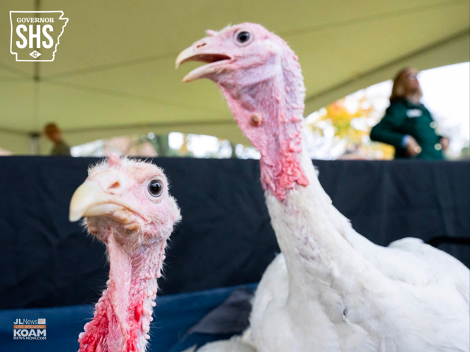 Lily and Sprinkles - 4H turkey projects - pardoned by Arkansas Governor ...
