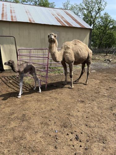 Unique farm north of Pittsburg delights with unusual animal residents ...