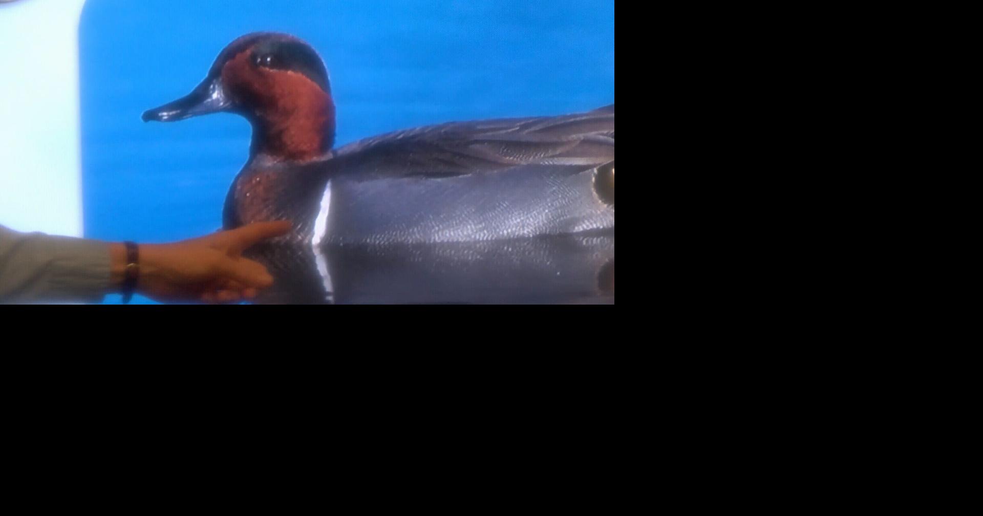 Ducks at a Distance | Local News | koamnewsnow.com