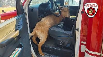 Fred the Firefighting Goat 🐐 assists in wildland fires | Joplin News ...