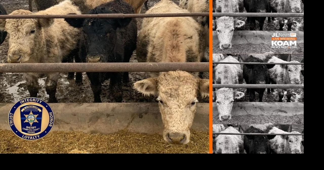 3 stray calves in Crawford County, owner must identify to claim ...