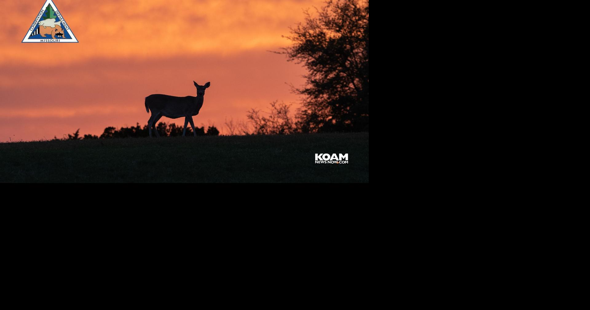 MDC announces early results of antlerless deer season | Hunting ...