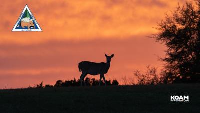 MDC announces early results of antlerless deer season | Hunting ...