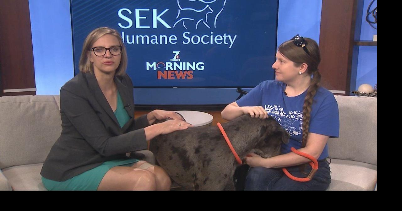 Jasmine Kyle brings a gentle giant into the studio | Morning Show ...