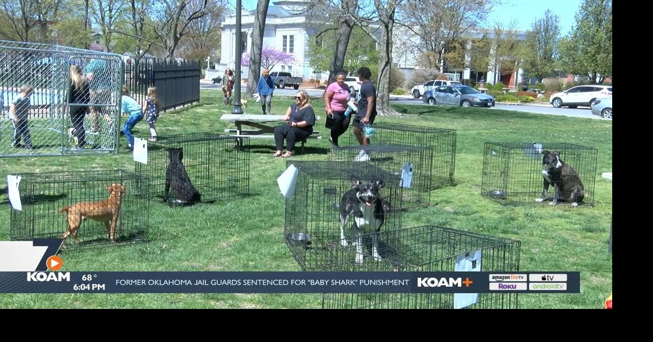 Local dog show kicks off in Carthage | Entertainment | koamnewsnow.com