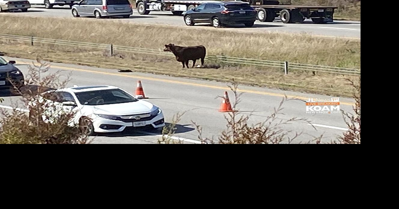 Cattle hauler and tractor-trailer collide on I-44, cows on the ...