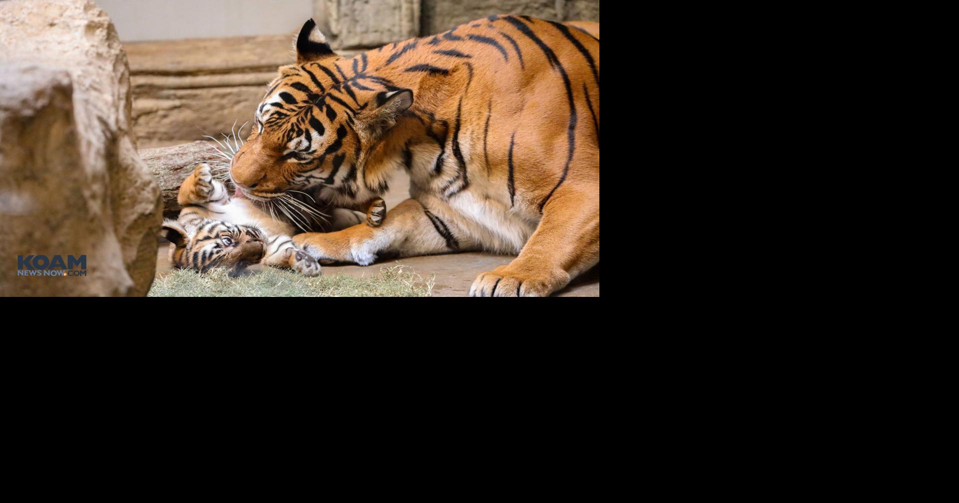 Tulsa Zoo welcomes five Malayan Tiger cubs, a historical milestone ...