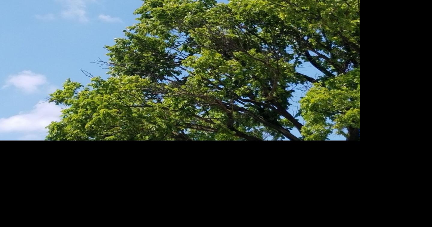 Strip Pit Reclamation in Cherokee County | News | koamnewsnow.com