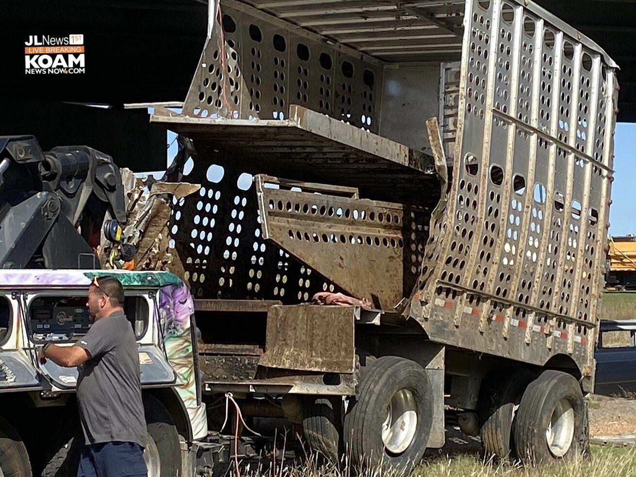 Cattle hauler and tractor-trailer collide on I-44, cows on the ...