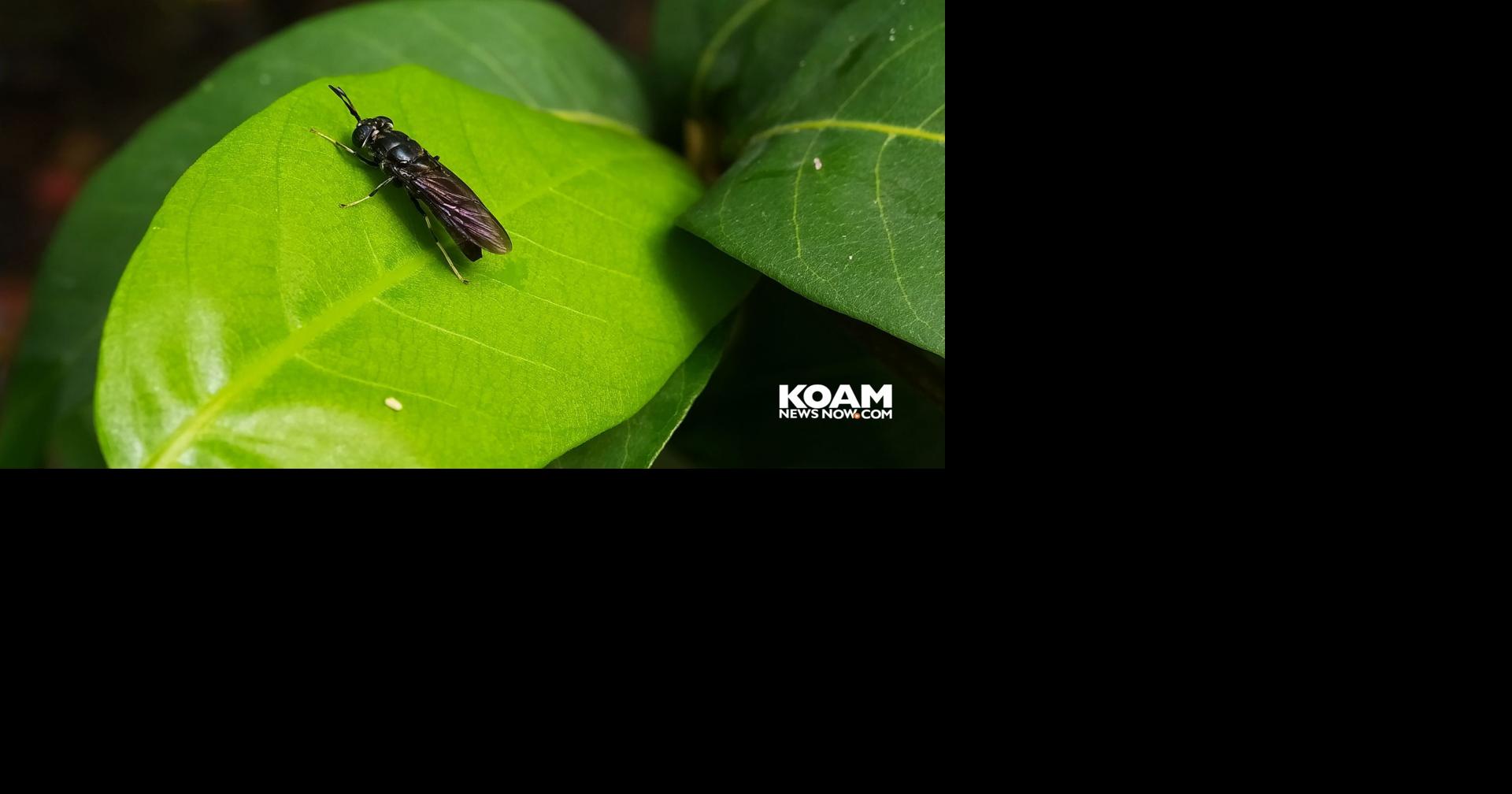 Tyson Foods, a large meat producer, invests in insect protein | Food ...