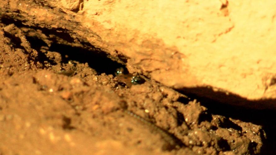 SEK Nature Center celebrates 20 years | Kansas News | koamnewsnow.com