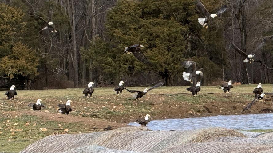 Peak Eagle viewing is now; List of locations from Missouri Dept of ...
