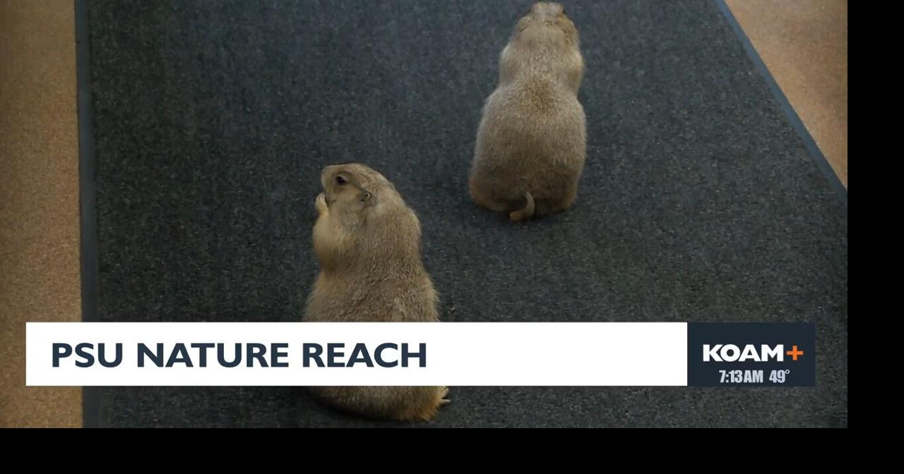Meet prairie dogs, Benny & Jett, from PSU Nature Reach | Local News ...