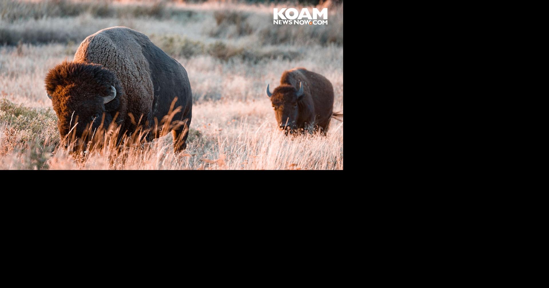 Prairie State Park features a Guided Bison Saunter | Education ...