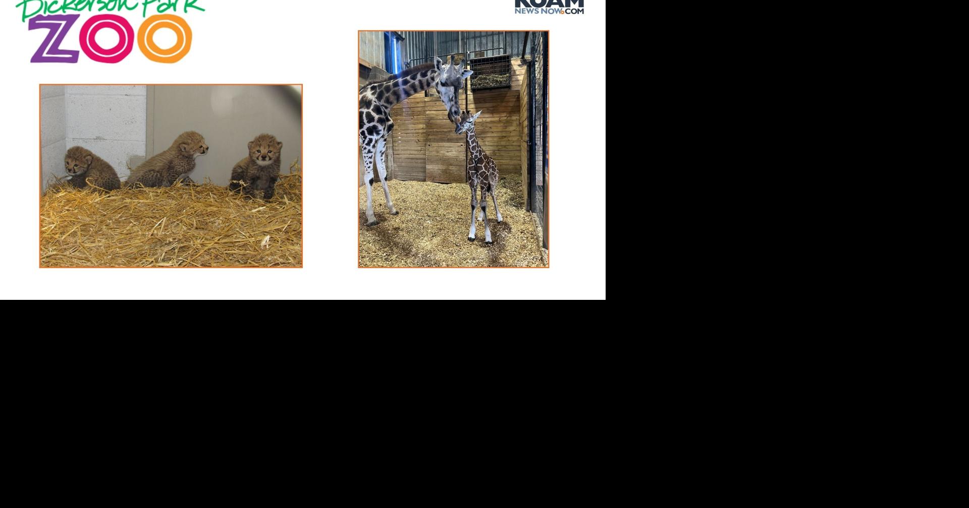 Dickerson Park Zoo welcomes the newest holiday arrivals | Regional News ...