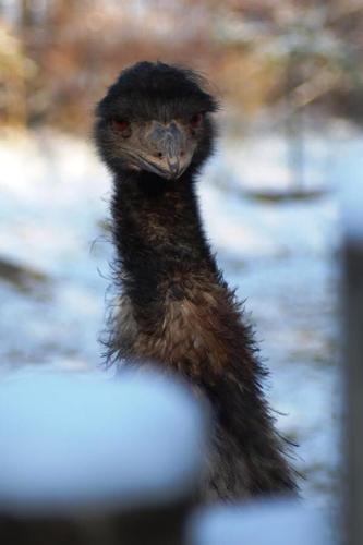 Hail kills animal at Dickerson Park Zoo, another injured | Joplin News ...