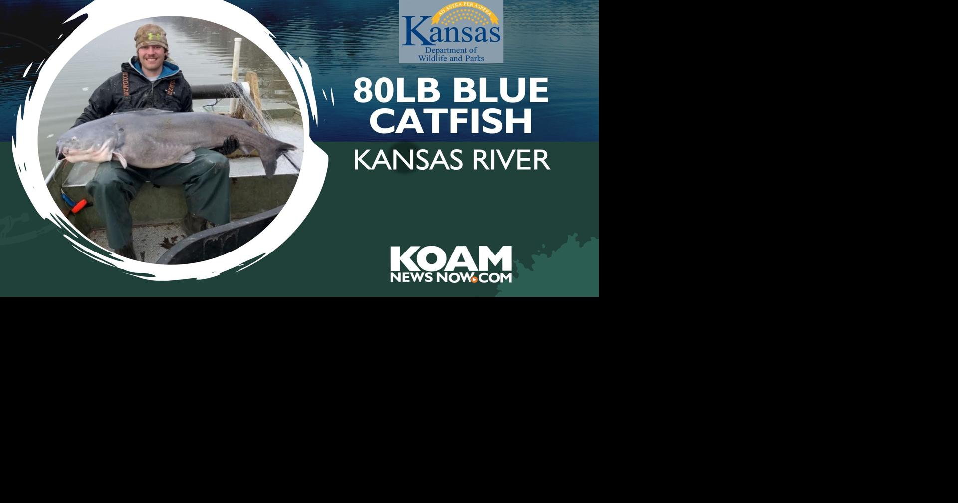 80lb blue catfish caught on Kansas River during sampling | Lifestyle ...