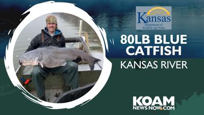 80lb blue catfish caught on Kansas River during sampling | Lifestyle ...