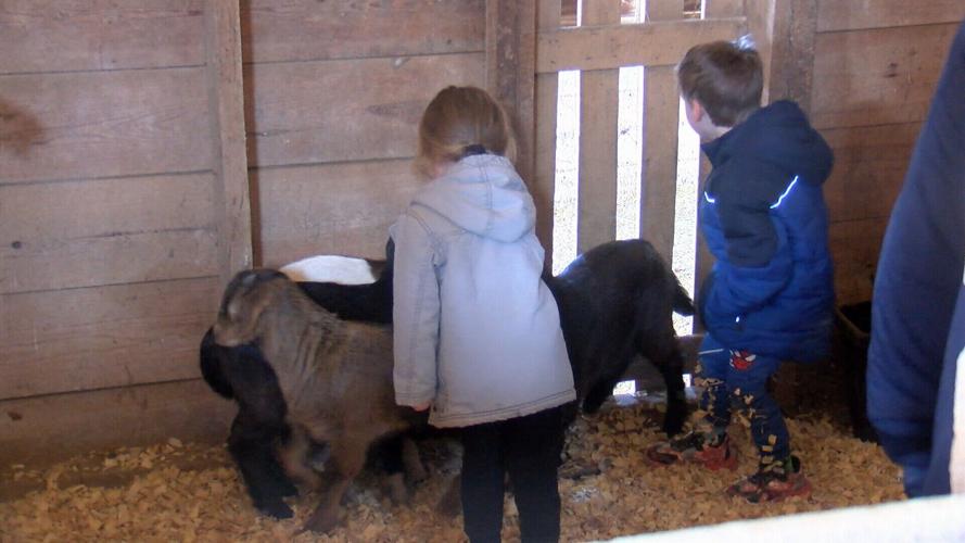 Easter at the farm: Nearly 1,000 show to meet cows, egg hunt | Top ...