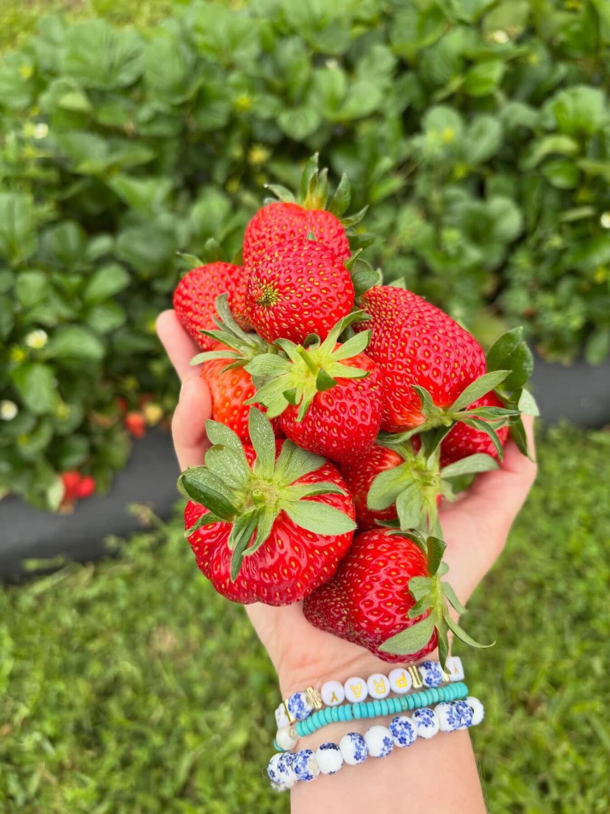 Introducing… Venni B’s Berry Farm at The Grove | Joplin News First ...