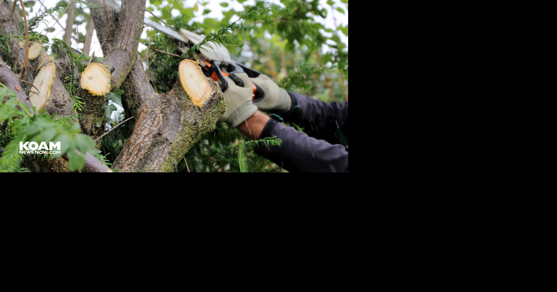 Joplin announces 2025 tree limb drop-off schedule | Local News ...