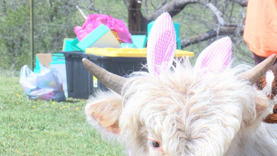 Easter at the farm: Nearly 1,000 show to meet cows, egg hunt | Top ...