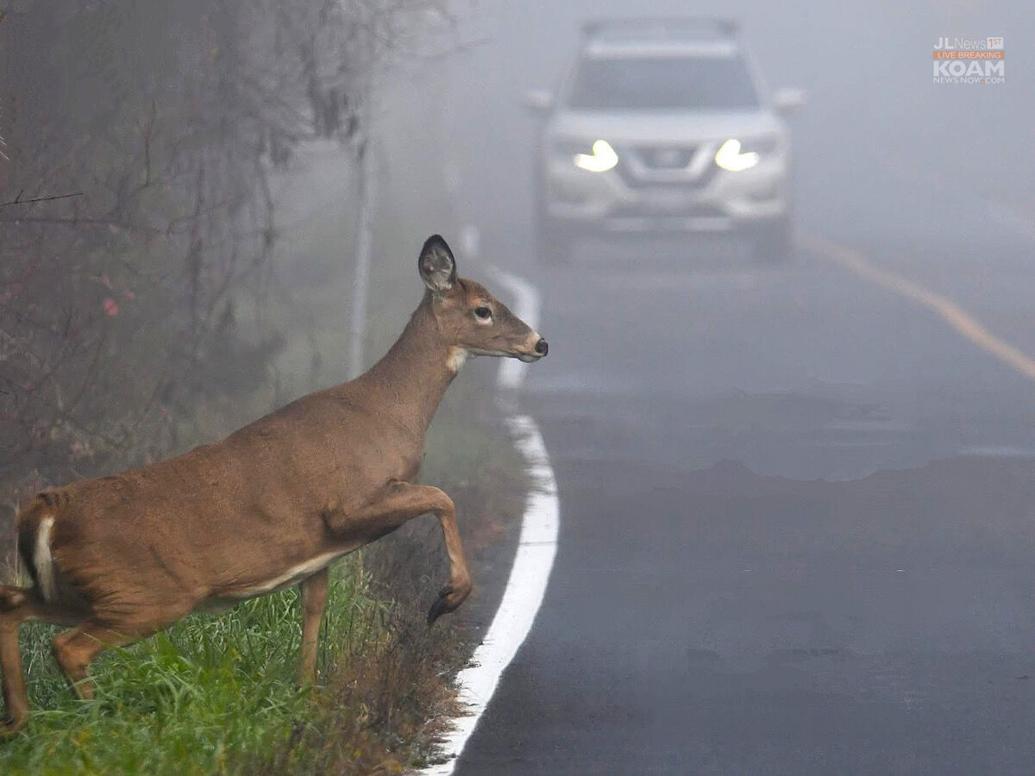 That time of year … watch for deer! | Joplin News First | koamnewsnow.com