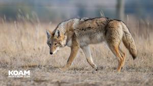 Kansas wildlife rules change Sept. 12; coyote season update | Hunting ...