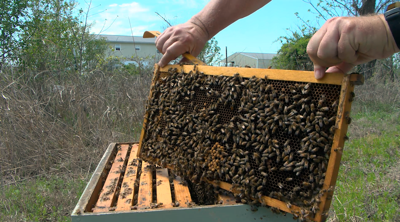 Local beekeepers discuss bee swarm season | Missouri News | koamnewsnow.com