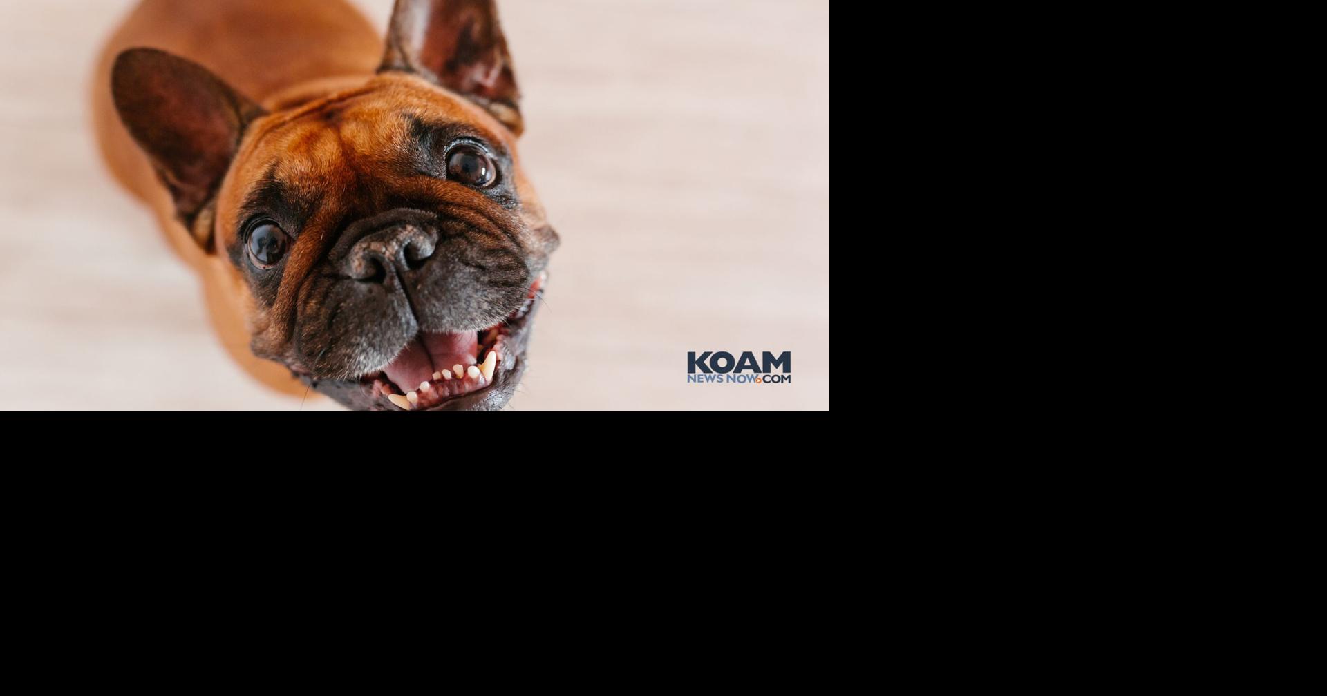 BBB warns pet buyers of scams targeting popular dog breeds | Lifestyle ...