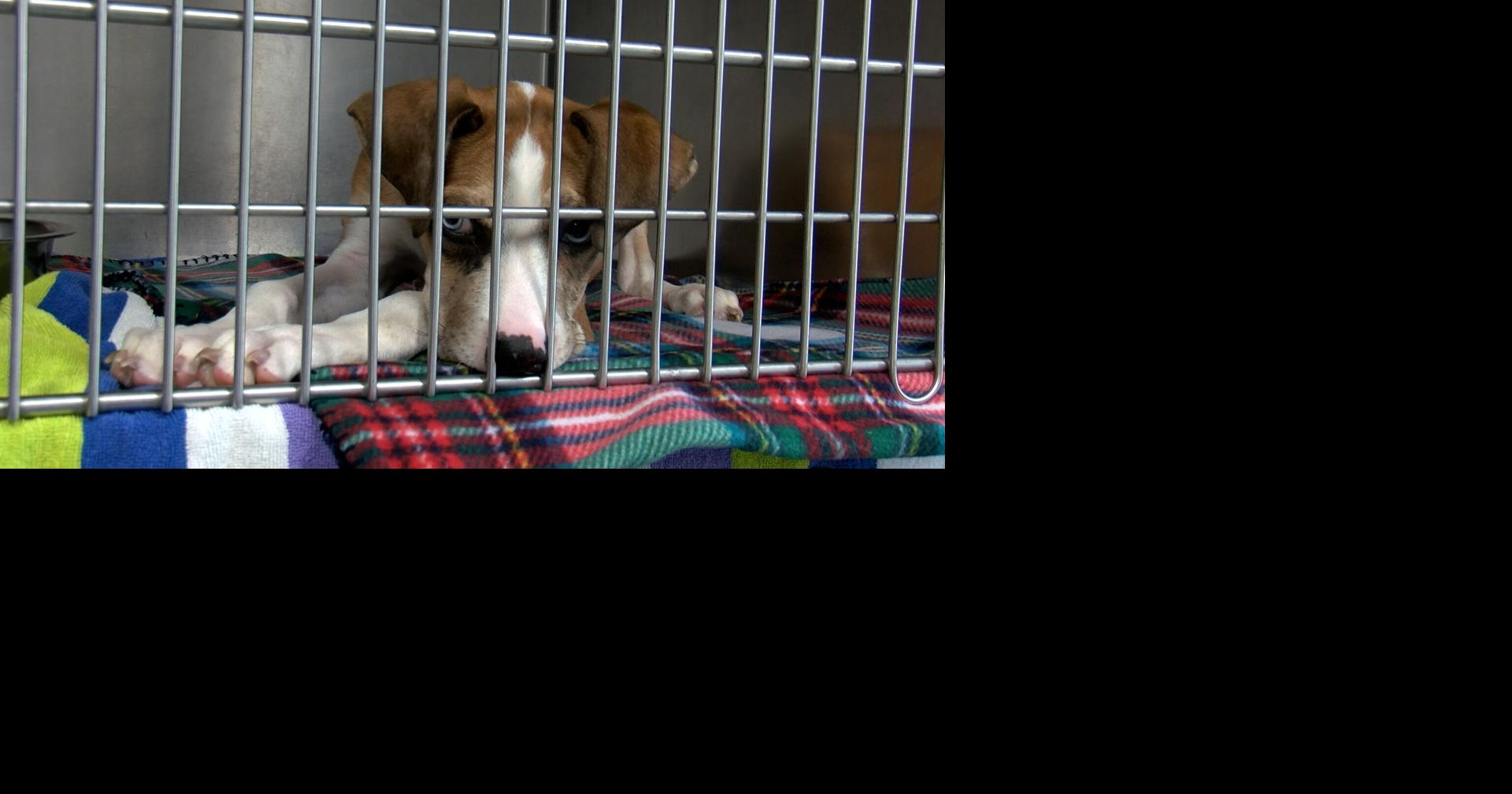 Local shelters report they're overwhelmed with number of animals ...