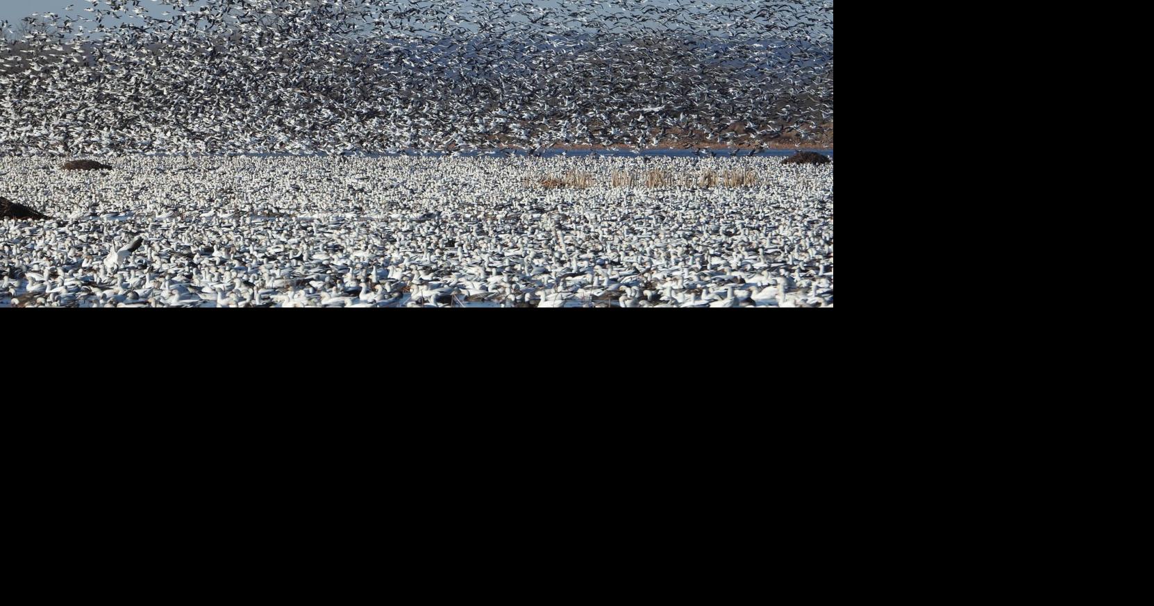 Millions of snow geese descend onto Missouri refuge | News ...