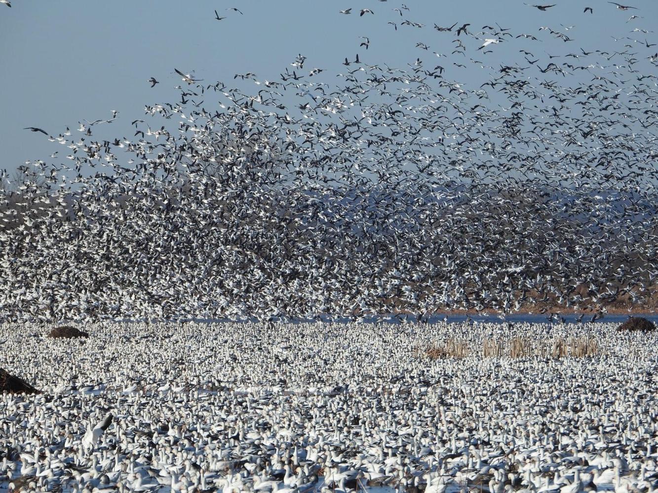 Millions of snow geese descend onto Missouri refuge | News ...