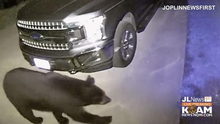 Be Bear Aware in Missouri; Bear caught on security camera south of ...