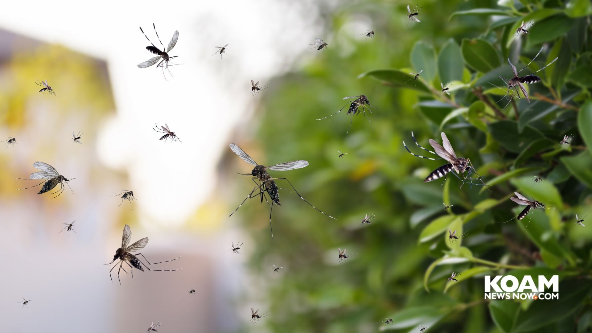 Joplin to conduct mosquito fogging starting this week | Local News ...