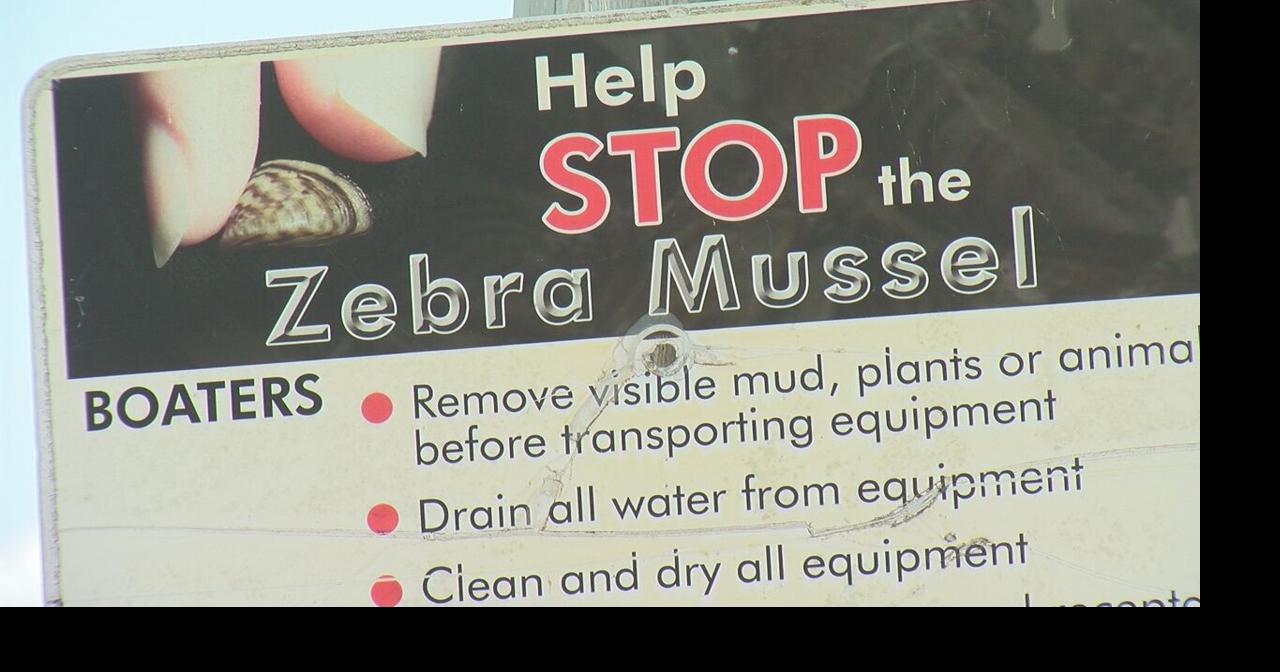 Tips to stop spread of zebra mussels in lakes | Lifestyle | koamnewsnow.com
