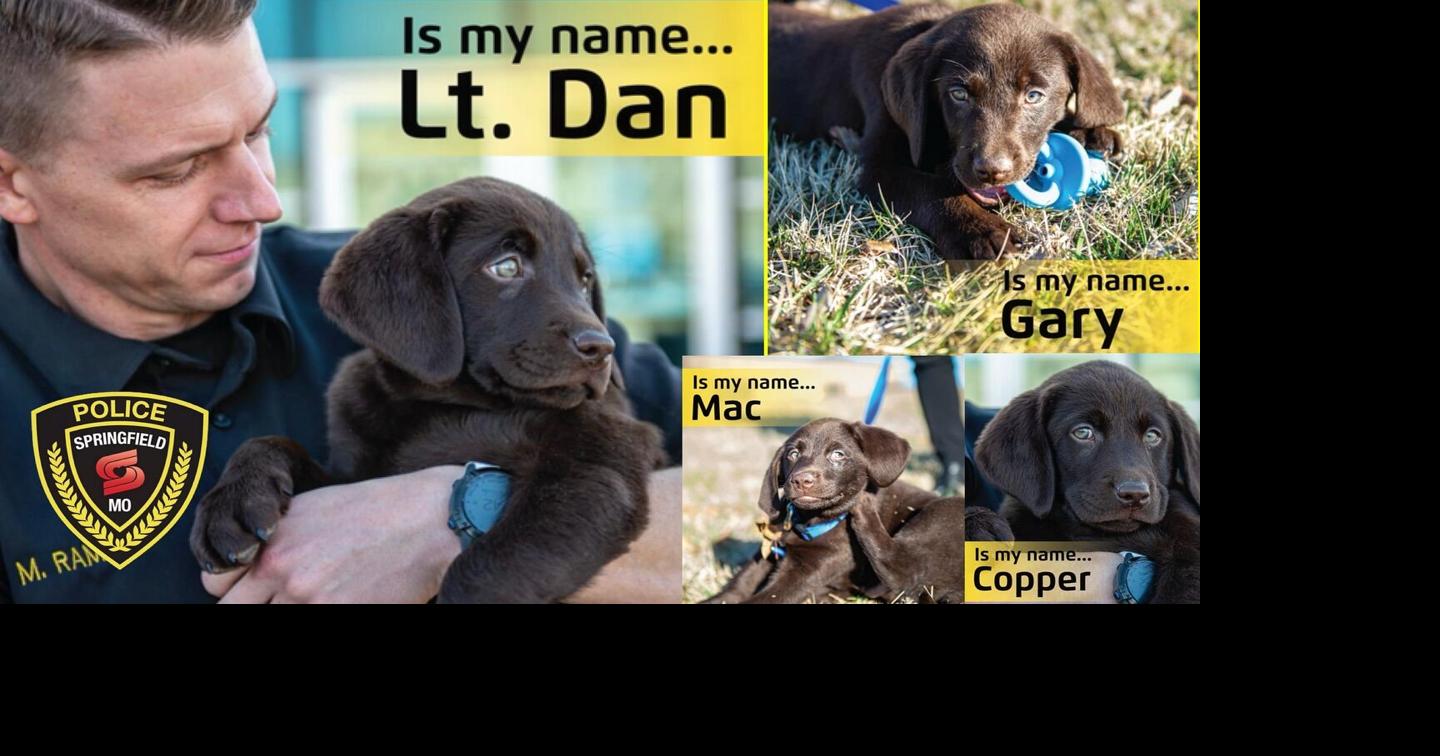 Help name Springfield Police Comfort-K9, vote now! | Joplin News First ...